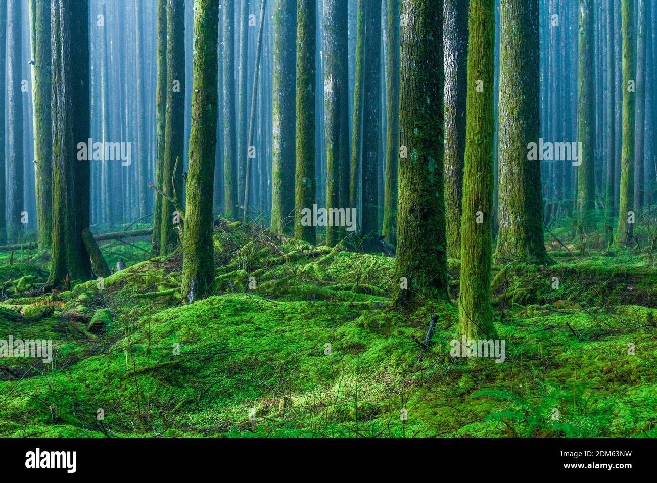 Fog, 2nd growth forest, Golden Ears Provincial Park, Maple Ridge ...