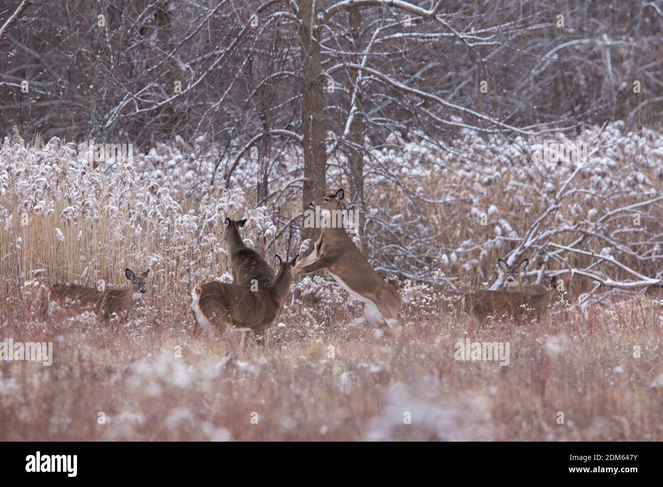 The white-tailed deer (Odocoileus virginianus) fighting in winter Stock ...