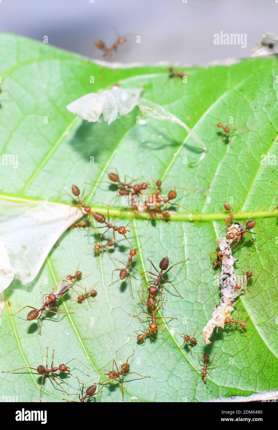 Ants lifting hi-res stock photography and images - Alamy