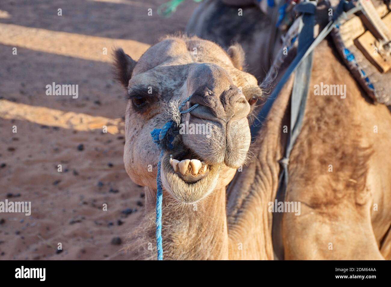 Camel Laying Down High Resolution Stock Photography and Images - Alamy