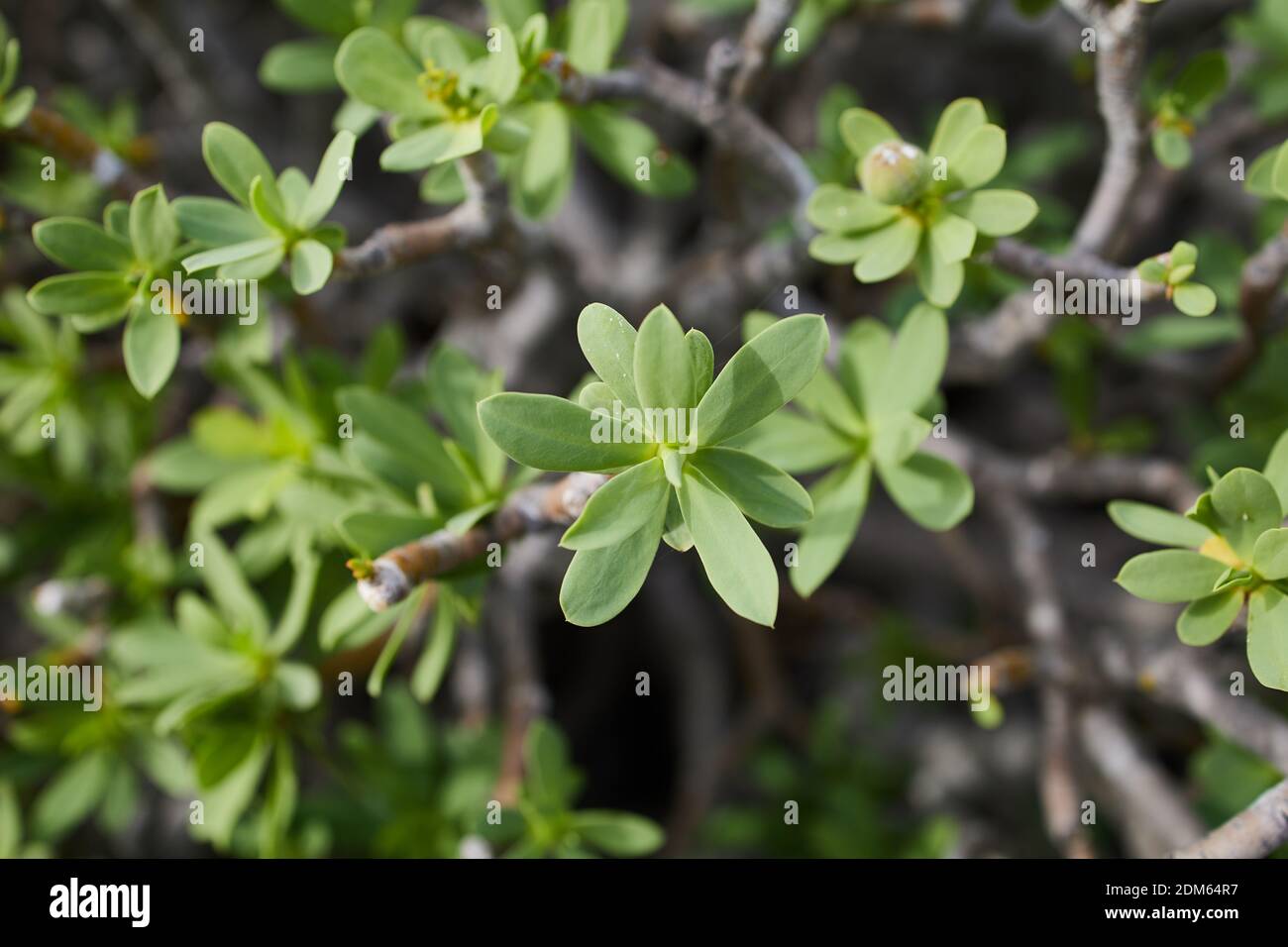 balsam spurge plant close up color photo Stock Photo - Alamy