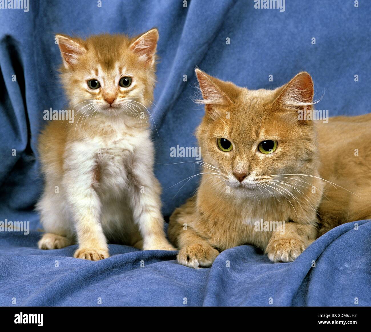 Fawn Somali Domestic Cat, Mother and Kitten Stock Photo - Alamy