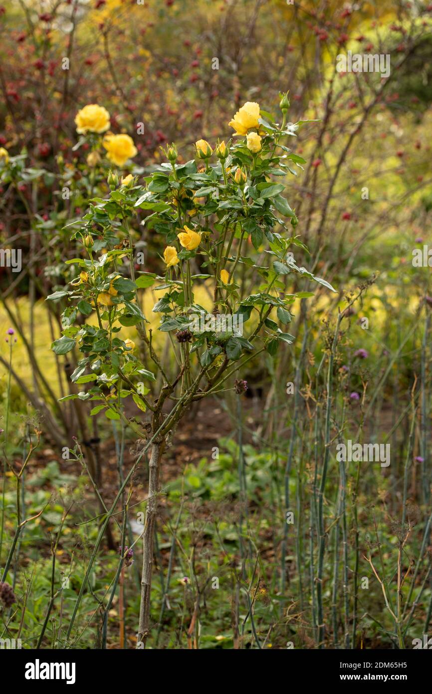 upright, dark, glossy, foliage, summer, autumn, upright habit, warm ...