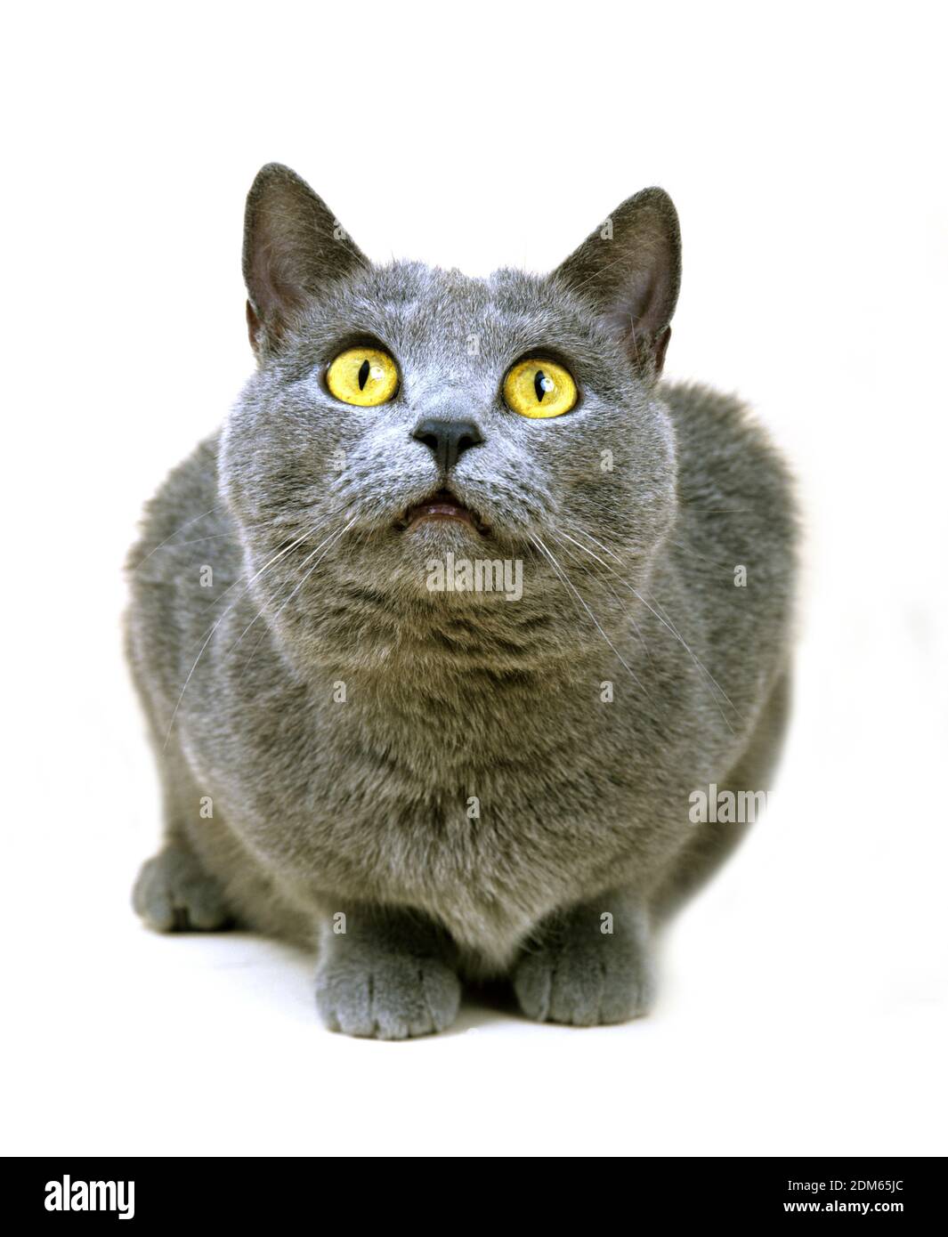 Chartreux Domestic Cat laying against White Background Stock Photo - Alamy