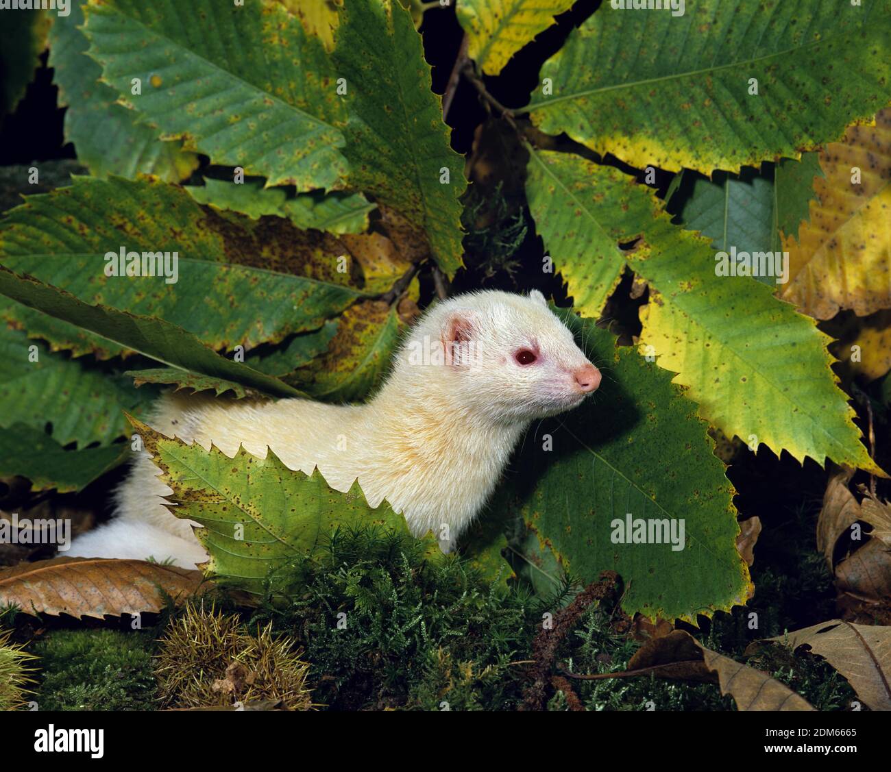 Ferret, mustela putorius furo Stock Photo - Alamy