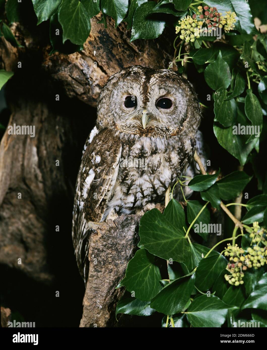 Eurasian Tawny Owl, strix aluco, Normandy Stock Photo - Alamy