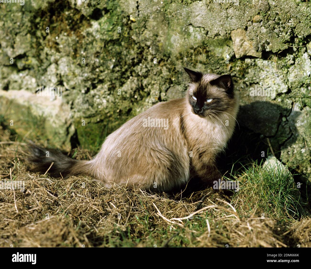 Balinese cat sitting hi-res stock photography and images - Alamy