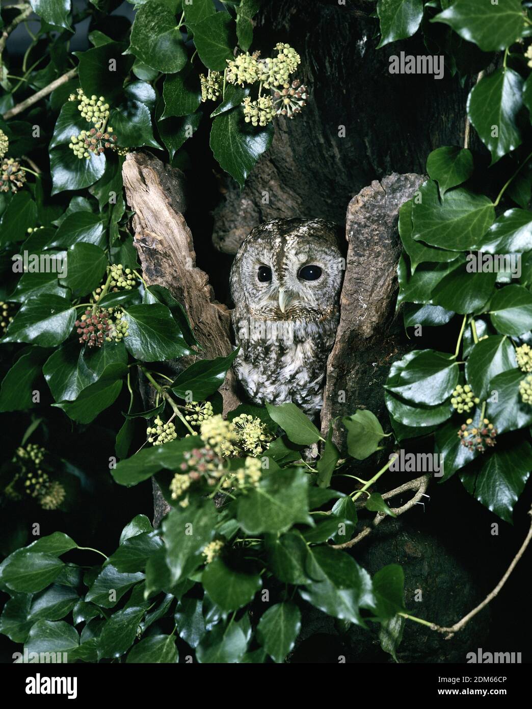 Eurasian Tawny Owl, strix aluco, Normandy Stock Photo - Alamy