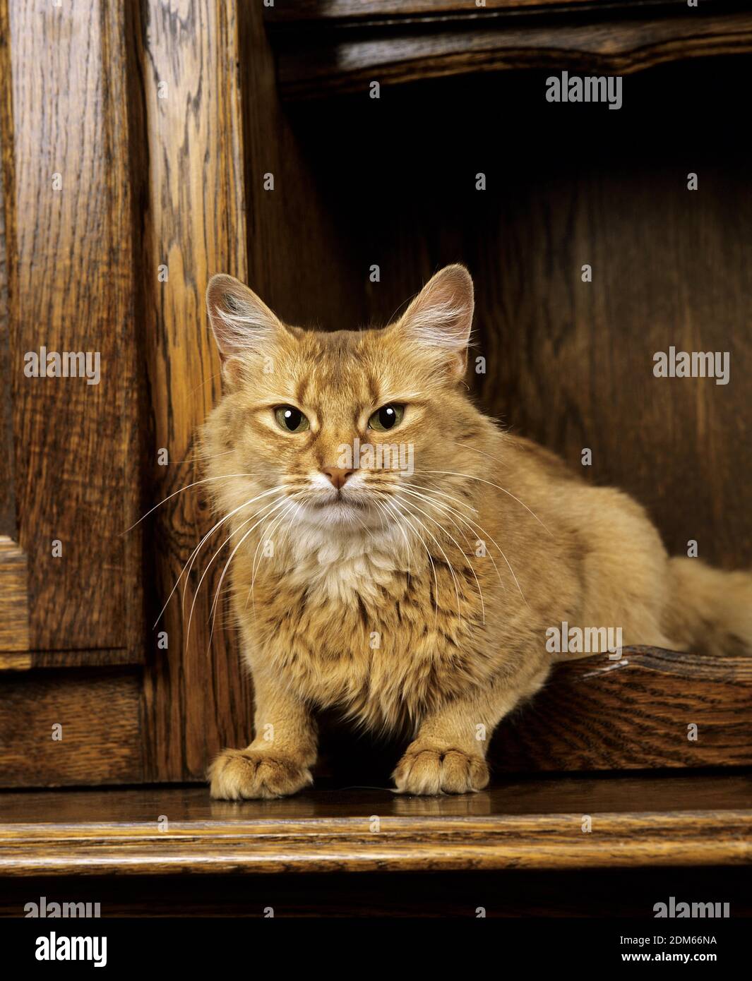 Red Somali Domestic Cat Stock Photo - Alamy