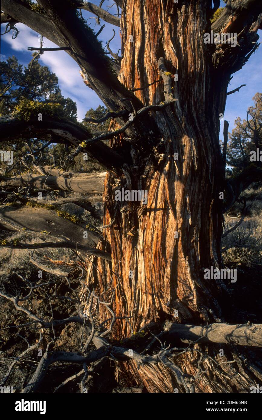 Western juniper (Juniperus occidentalis) trunk along trail (Road 4) to ...