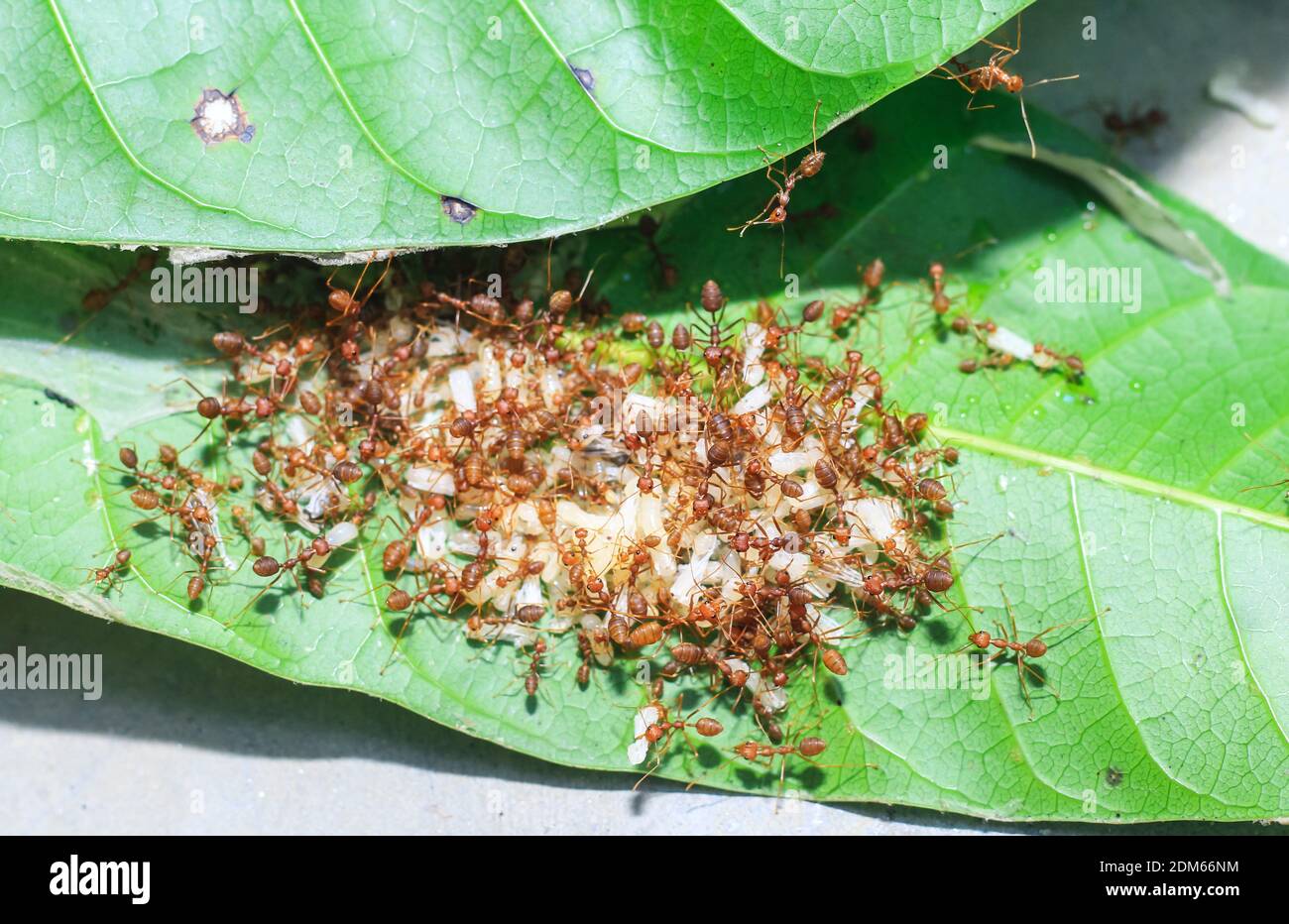 Red ants (fire ant, Solenopsis geminate) helping each other carry a ...