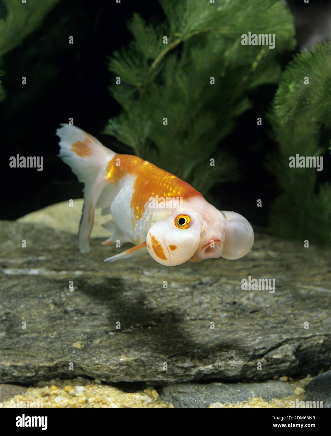Bubble Eye Goldfish Popped