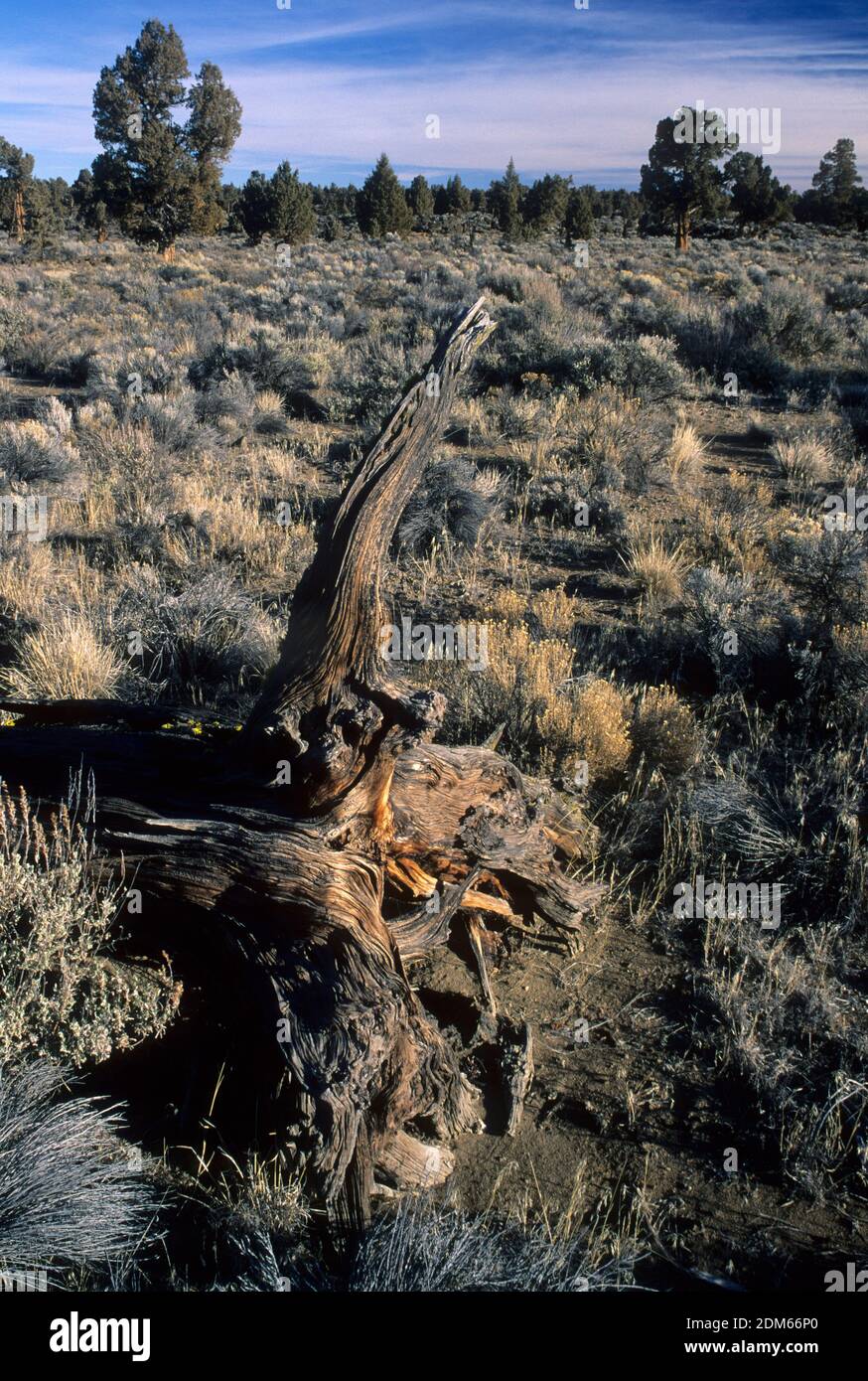 Western juniper (Juniperus occidentalis)-sage woodland along trail ...