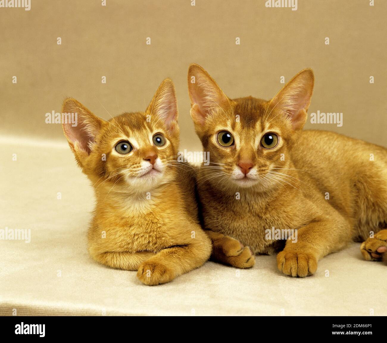 Red Abyssinian Domestic Cat, Mother with Kitten Stock Photo - Alamy