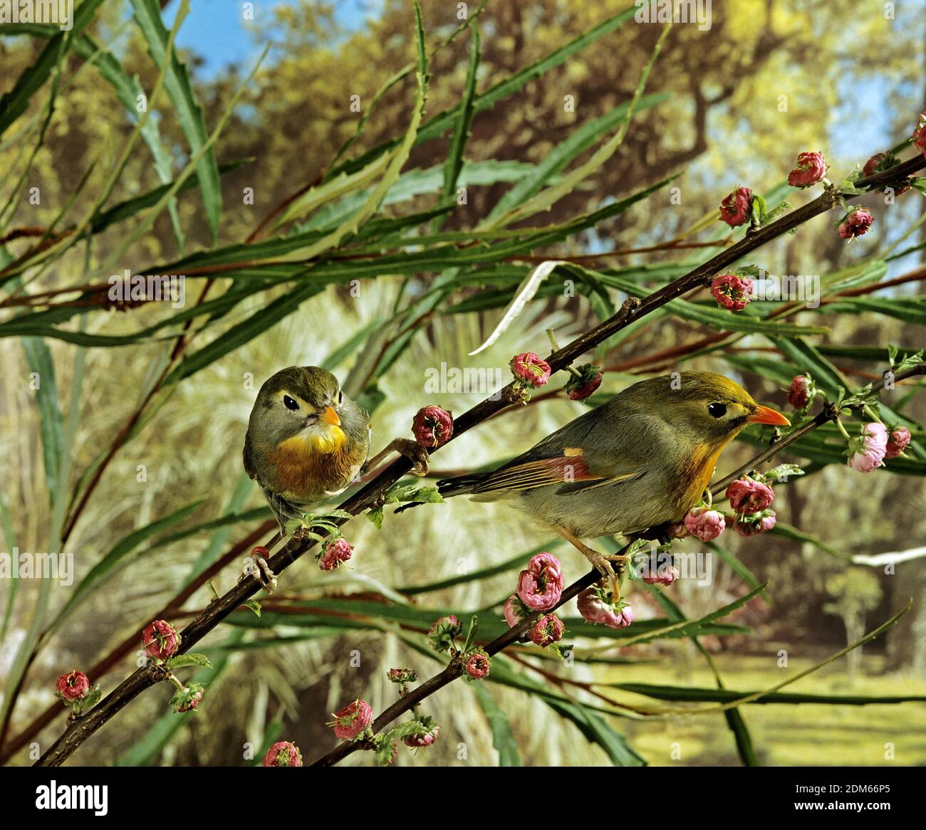 Red-billed Leiothrix, leiothrix lutea, Adults standing on Branch Stock ...