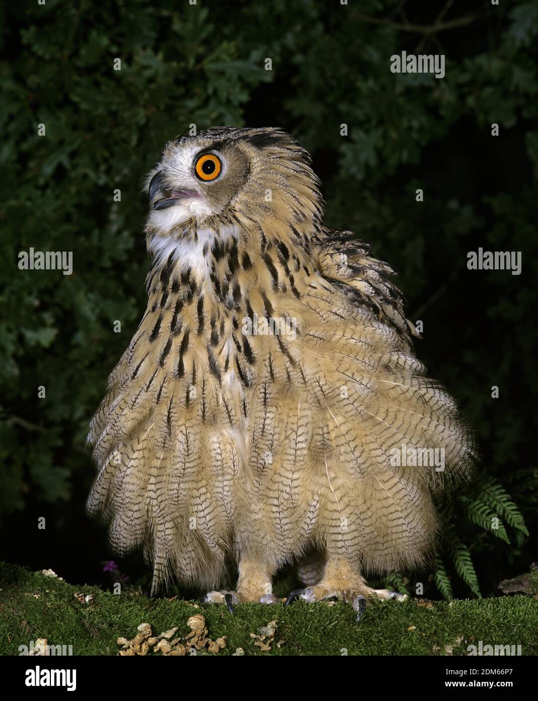 European Eagle Owl, bubo bubo, Adult puffing up feathers Stock Photo ...
