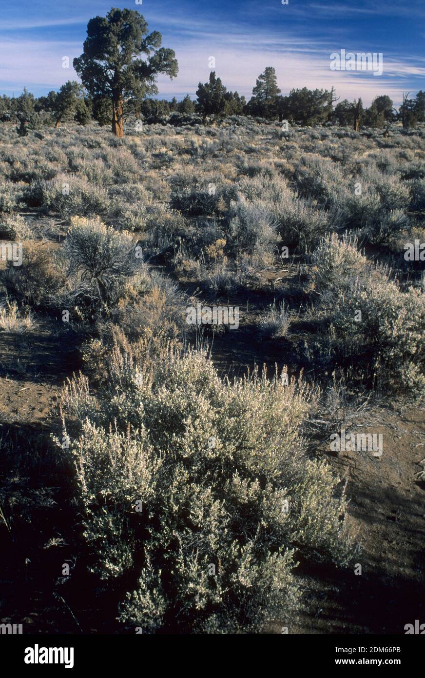 Western juniper (Juniperus occidentalis)-sage woodland along trail ...