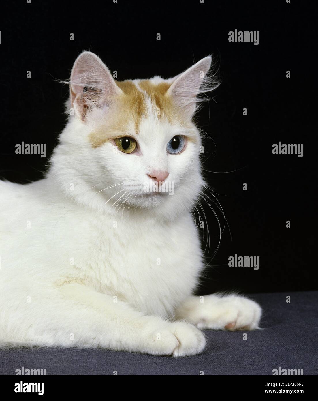 Turkish Van Domestic Cat laying against Black Background Stock Photo ...