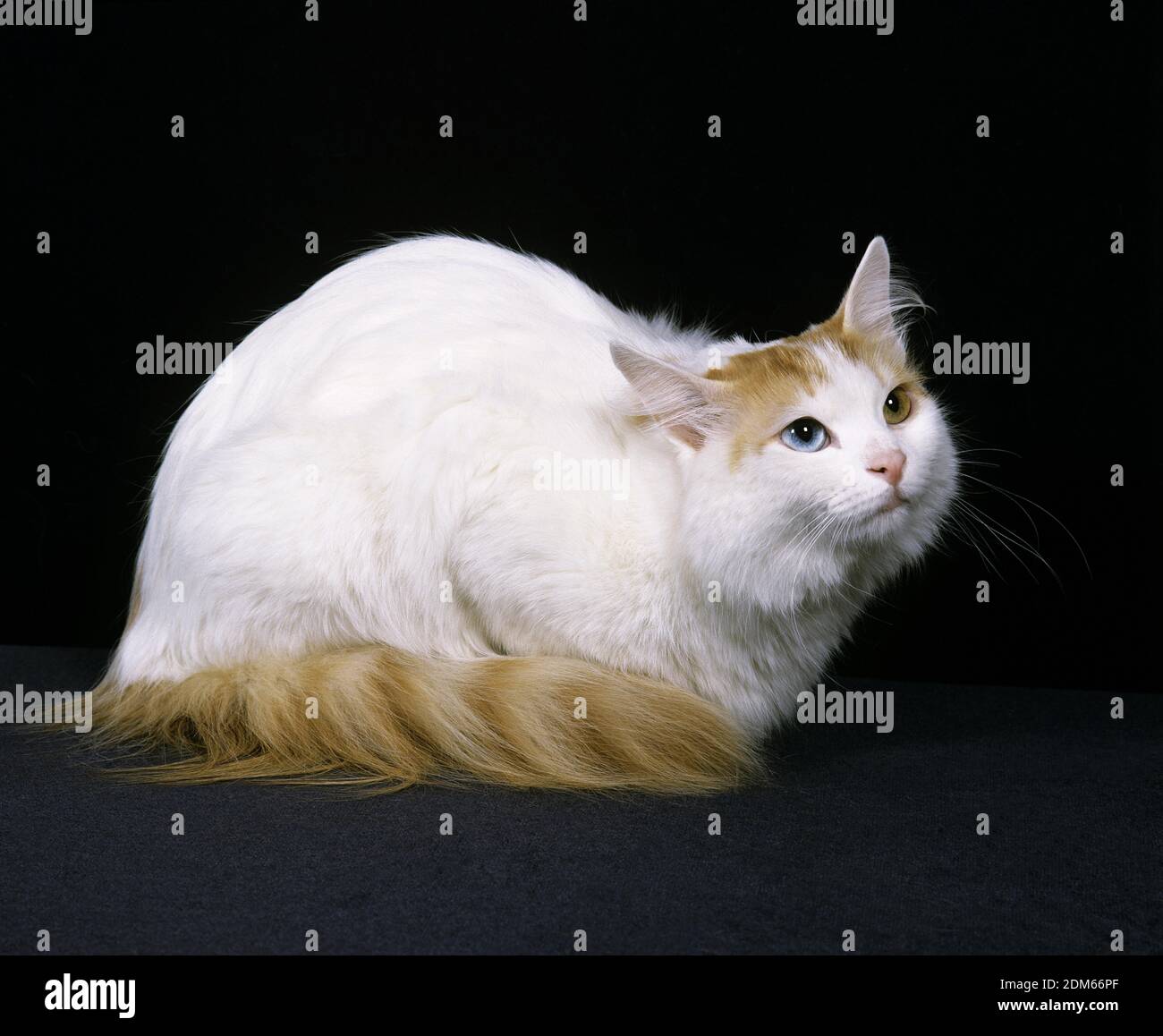 Black And White Turkish Van