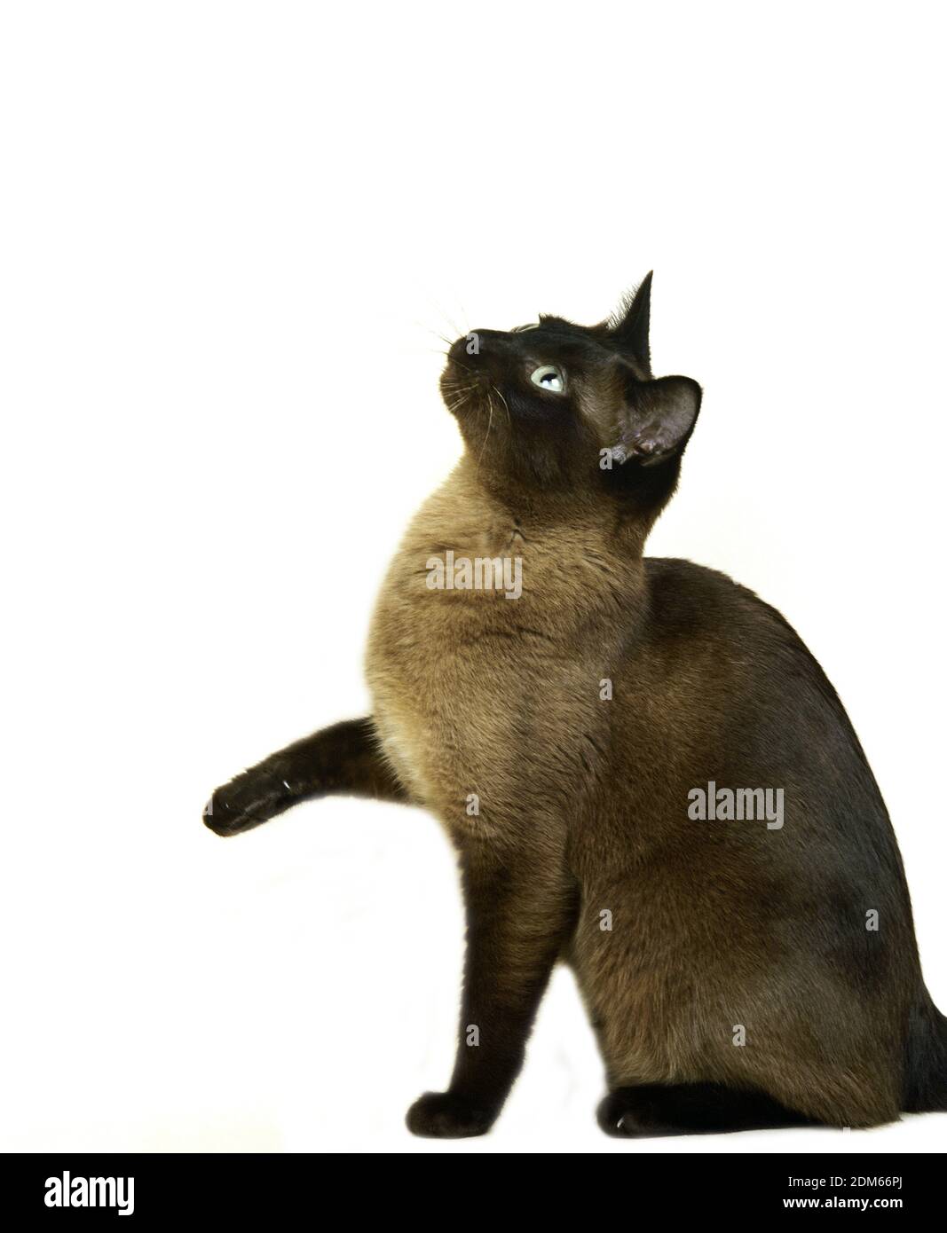 Tonkinese Domestic Dat sitting against White Background Stock Photo - Alamy