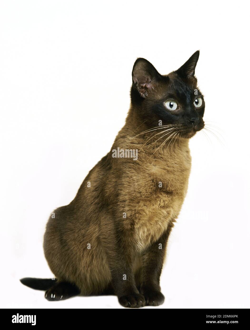 Tonkinese Domestic Dat sitting against White Background Stock Photo - Alamy