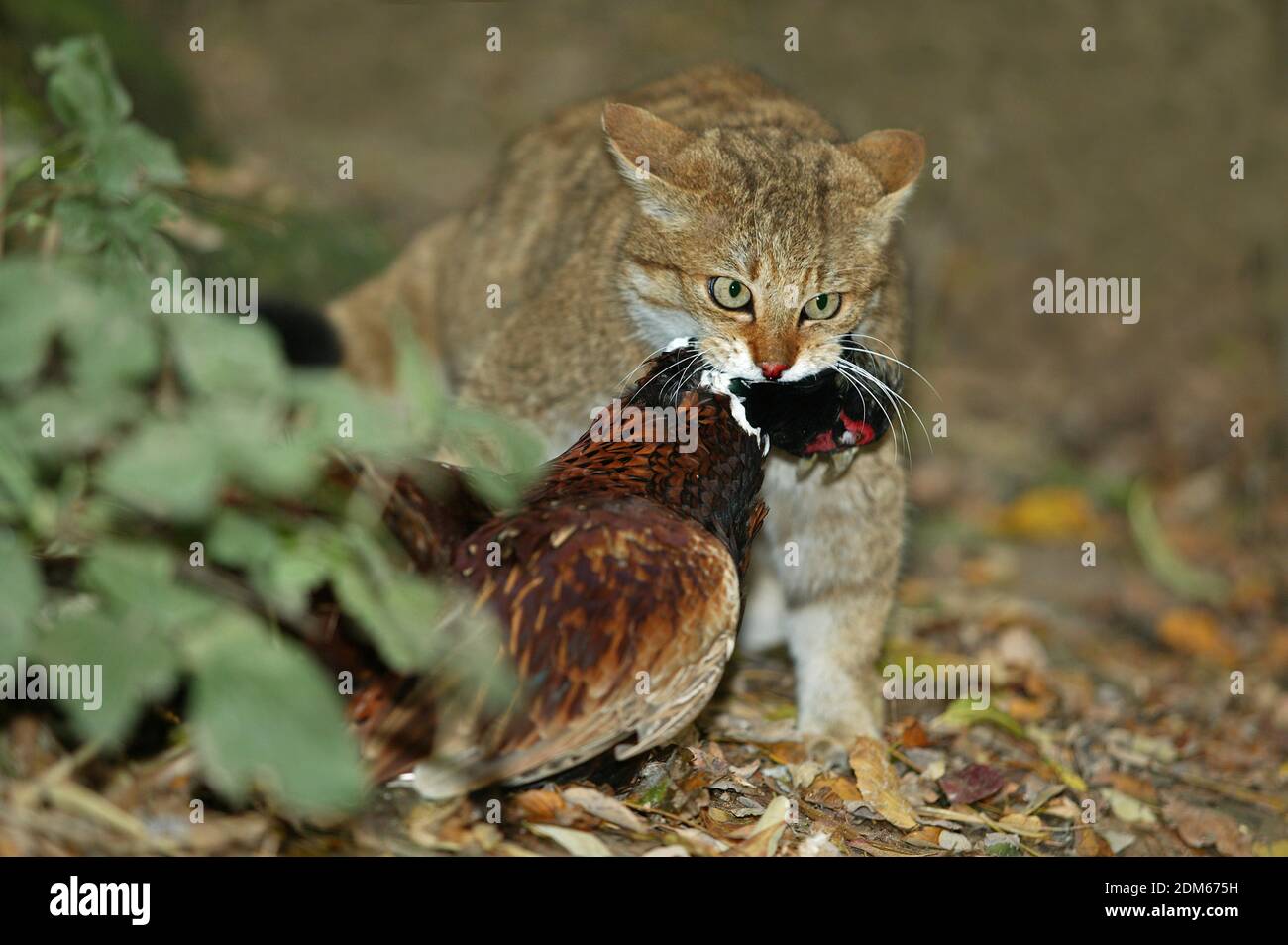 Wildcat Eating Bird