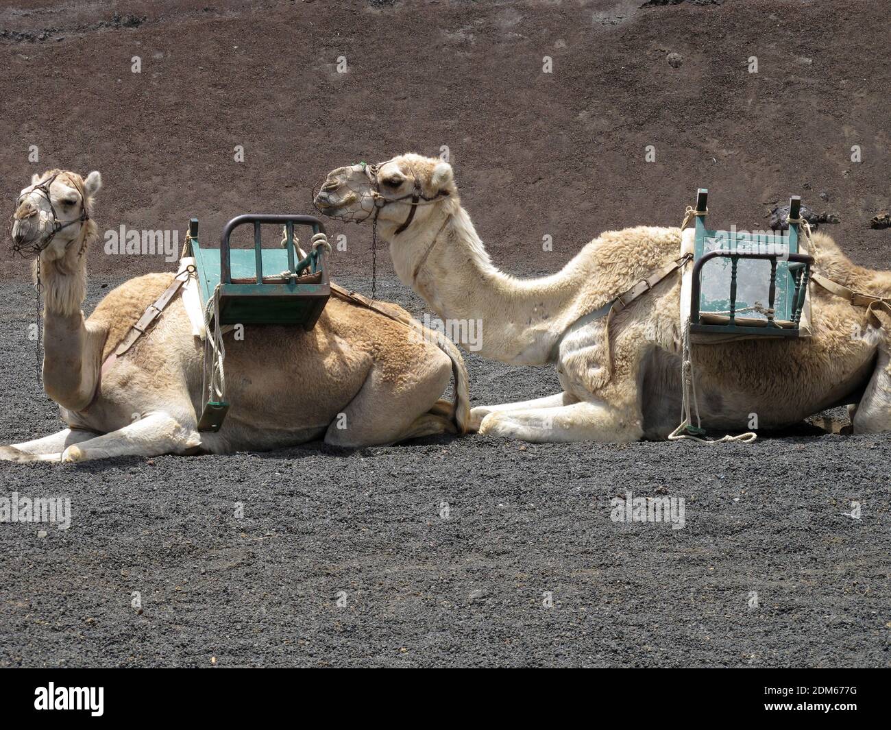 Camel sat hi-res stock photography and images - Alamy