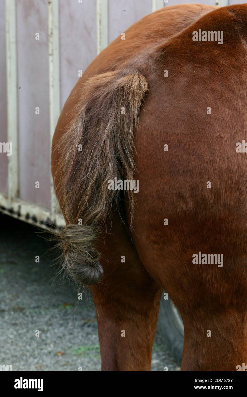 Draft horse rear view hi-res stock photography and images - Alamy
