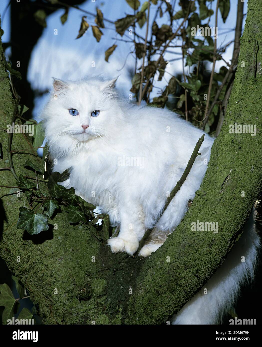 White Turkish Angora Domestic Cat, Breed from Ankara in Turkey Stock ...