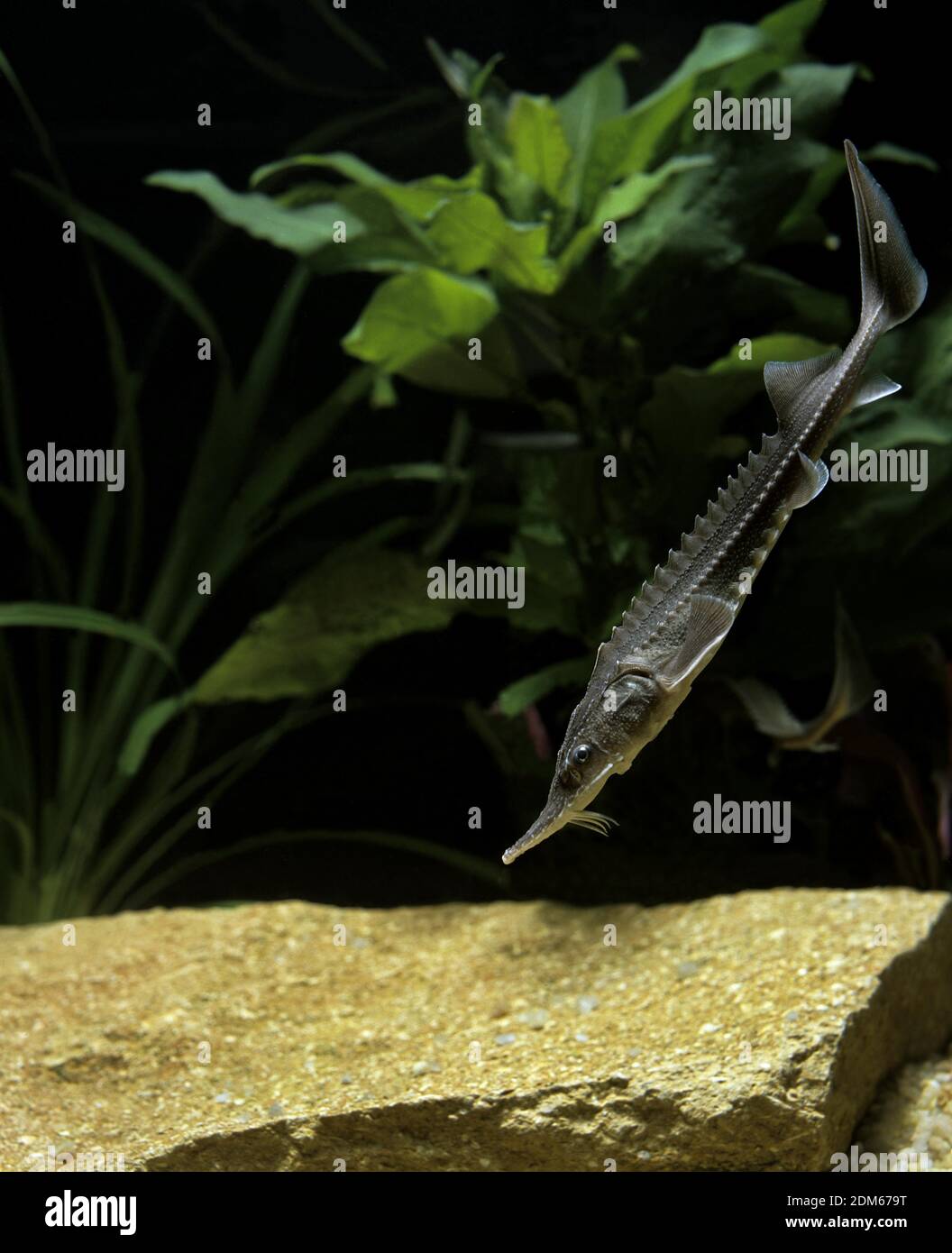 Sterlet Sturgeon, acipenser ruthenus Stock Photo - Alamy
