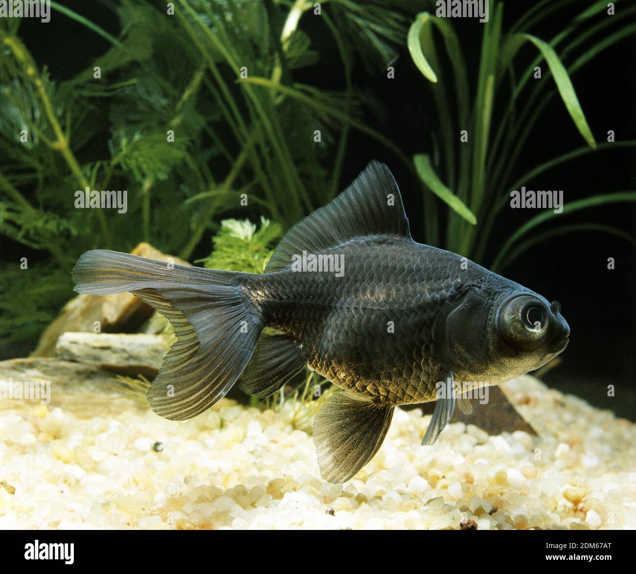 Dragon Eye Goldfish or Telescop Goldfish, carassius auratus Stock Photo ...