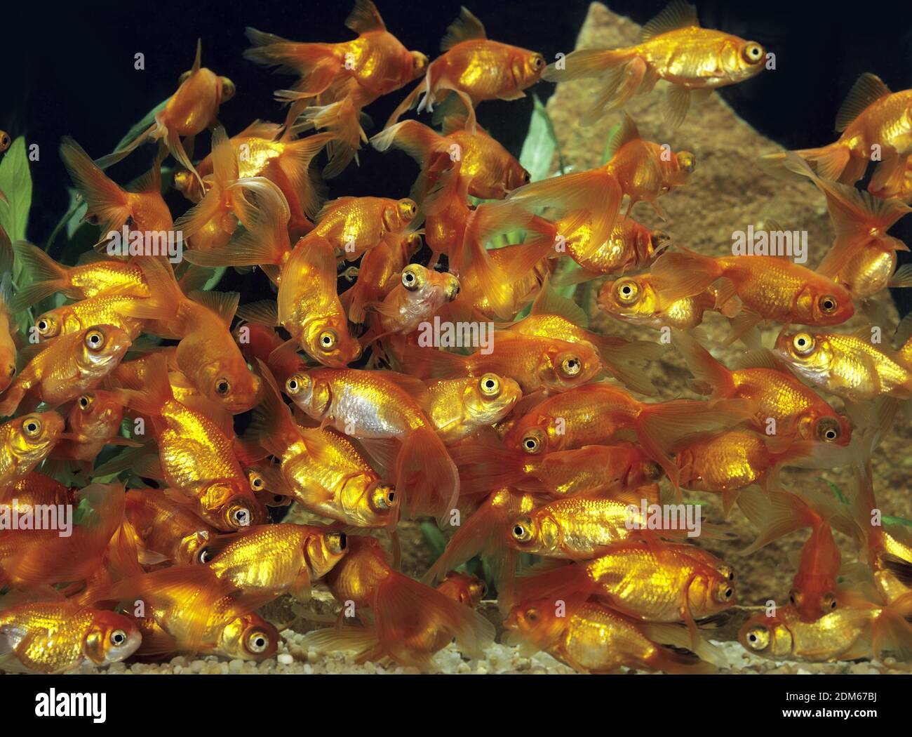 Dragon Eye Goldfish or Telescop Goldfish, carassius auratus Stock Photo ...