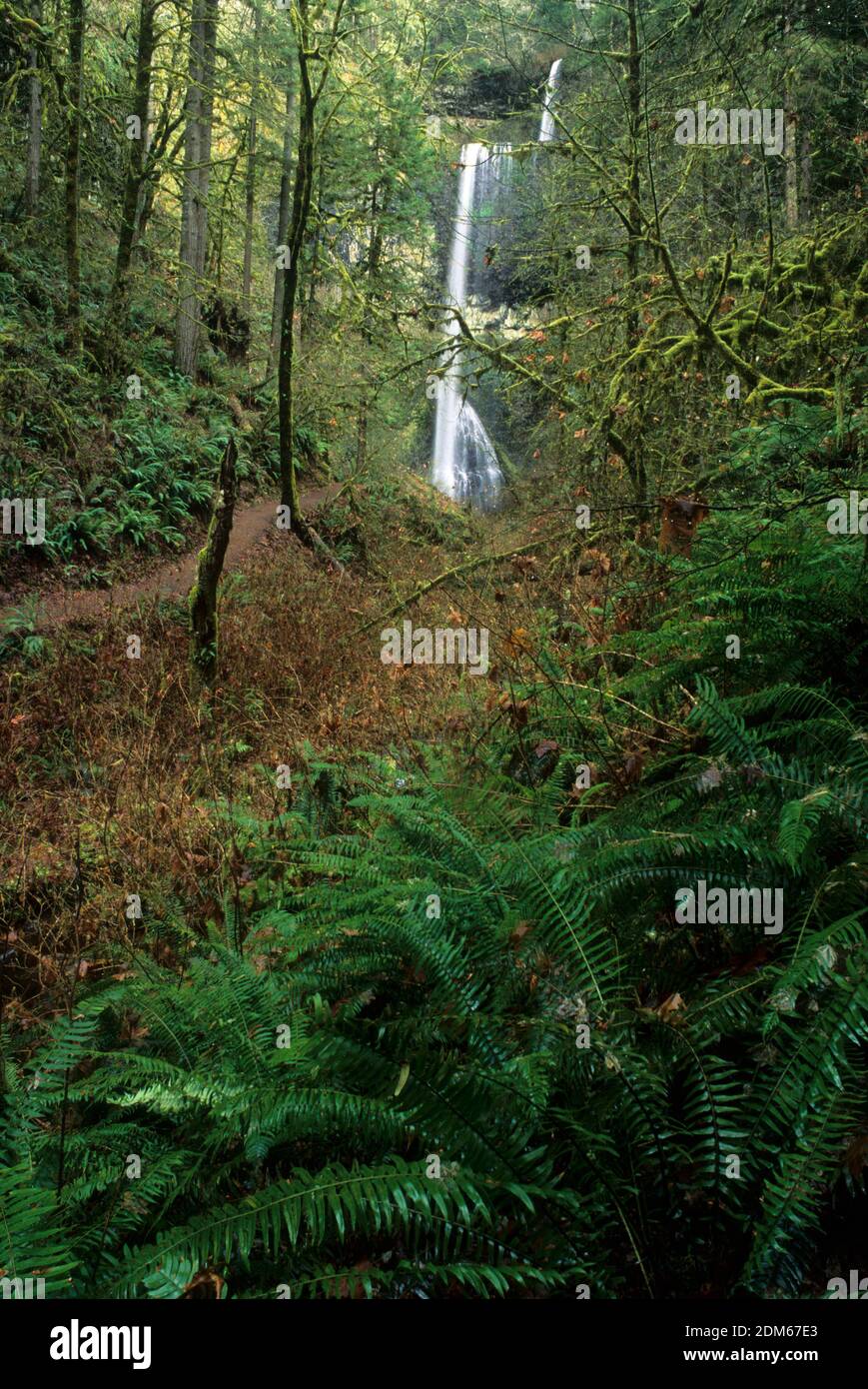Double Falls, Silver Falls State Park, Oregon Stock Photo - Alamy