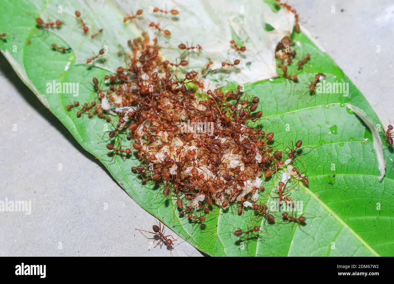 Red ants (fire ant, Solenopsis geminate) helping each other carry a ...