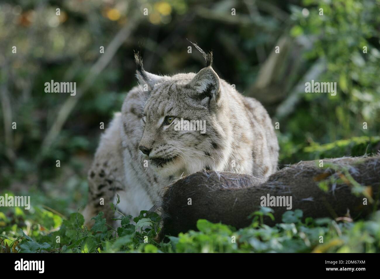 European Lynx, felis lynx with a Kill, a Roe Deer Stock Photo - Alamy