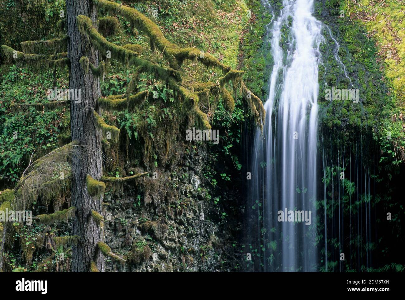 Seasonal falls, Silver Falls State Park, Oregon Stock Photo - Alamy