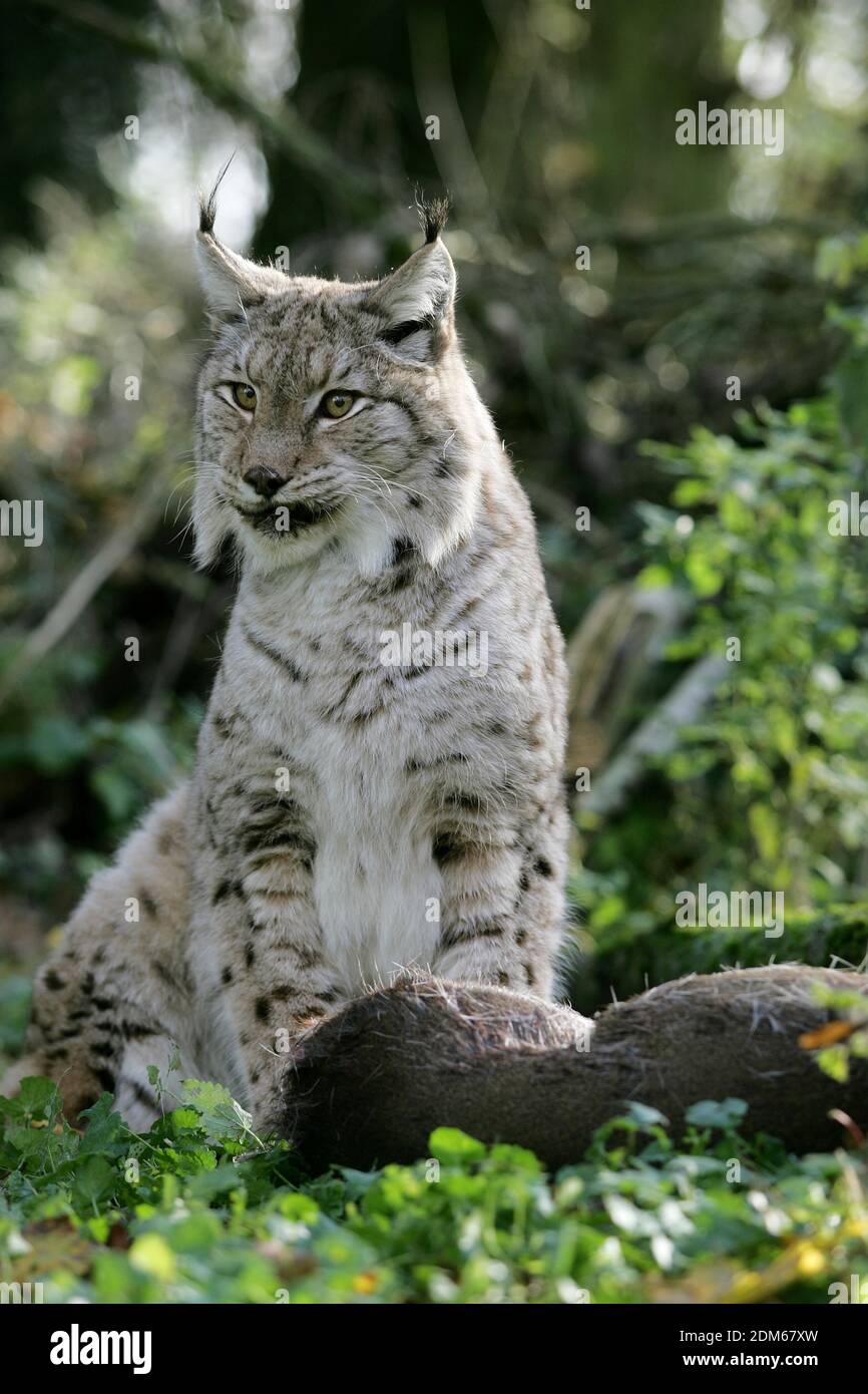 Lynx hunting deer hi-res stock photography and images - Alamy