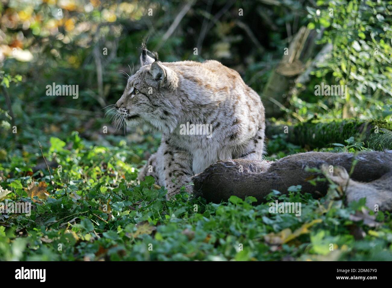 European Lynx, felis lynx with a Kill, a Roe Deer Stock Photo - Alamy