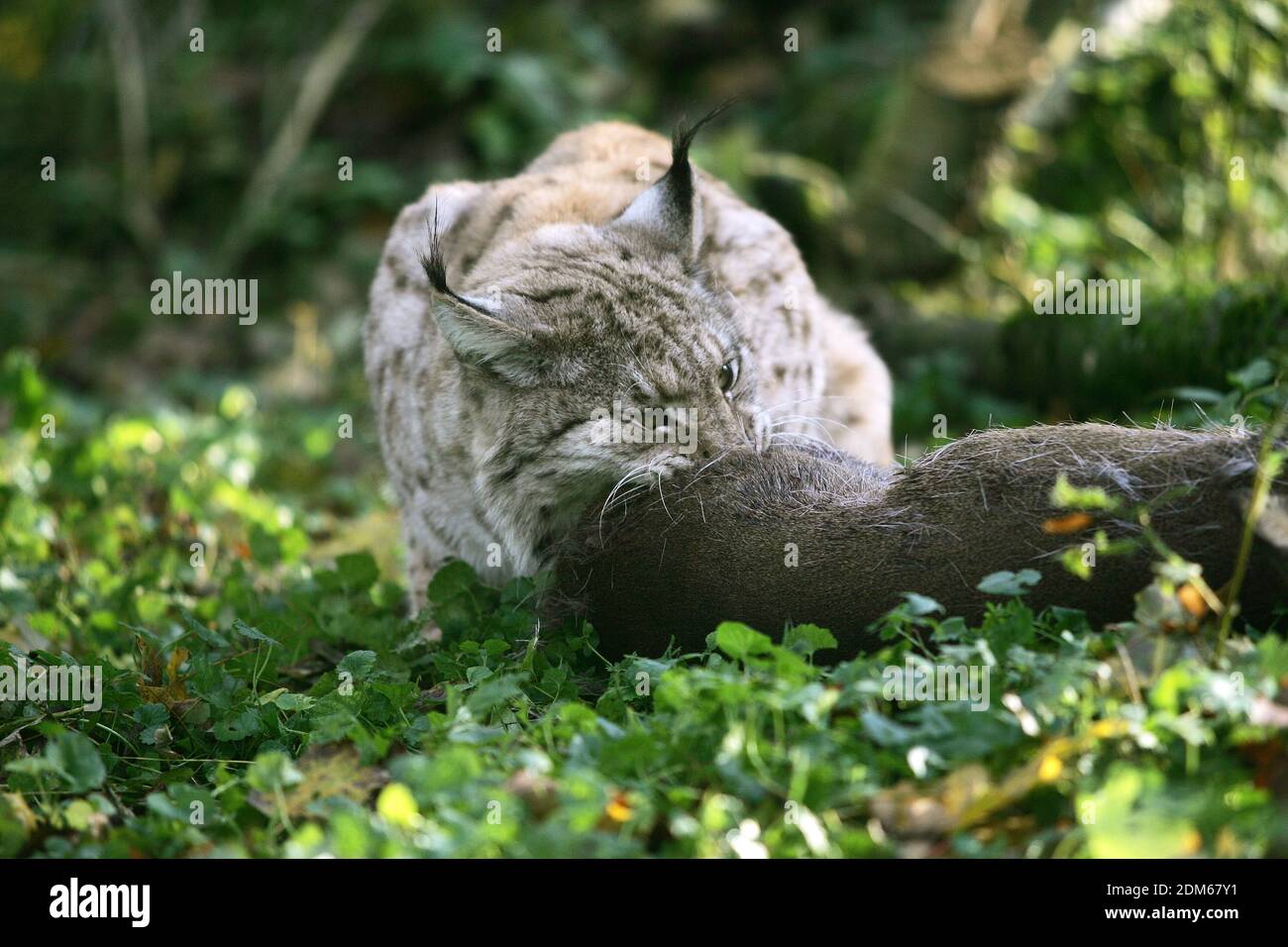 European Lynx, felis lynx with a Kill, a Roe Deer Stock Photo - Alamy