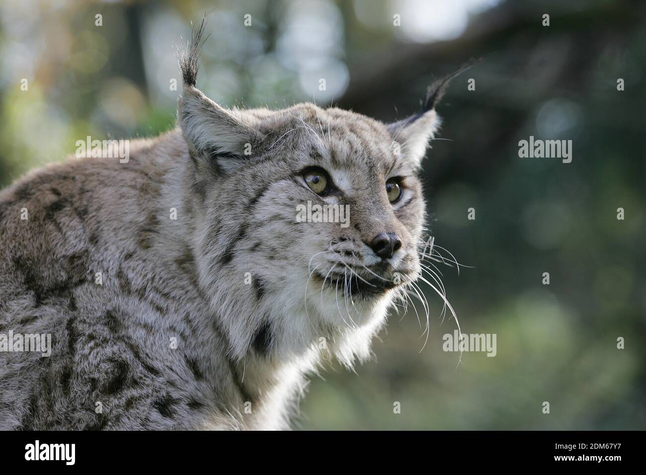 European Lynx, felis lynx, Portrait of Adult Stock Photo - Alamy