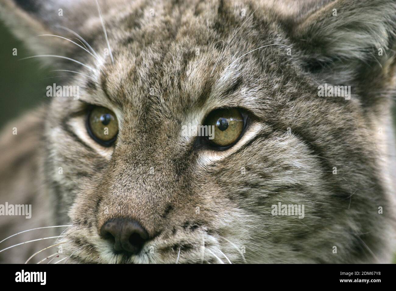 European Lynx, felis lynx, Portrait of Adult, close up of Eyes Stock ...