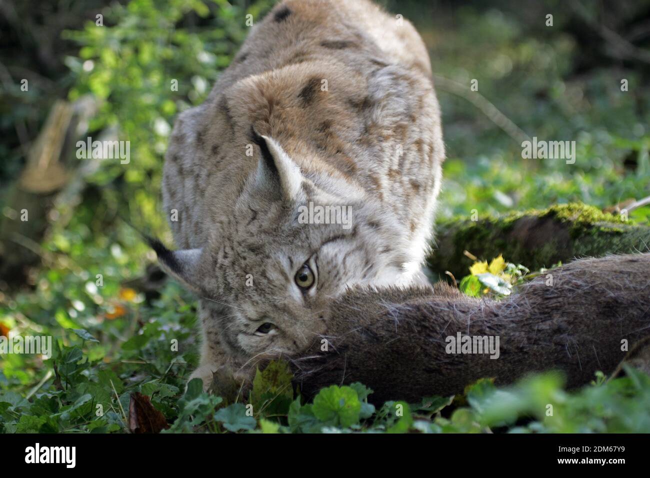 European Lynx, felis lynx with a Kill, a Roe Deer Stock Photo - Alamy