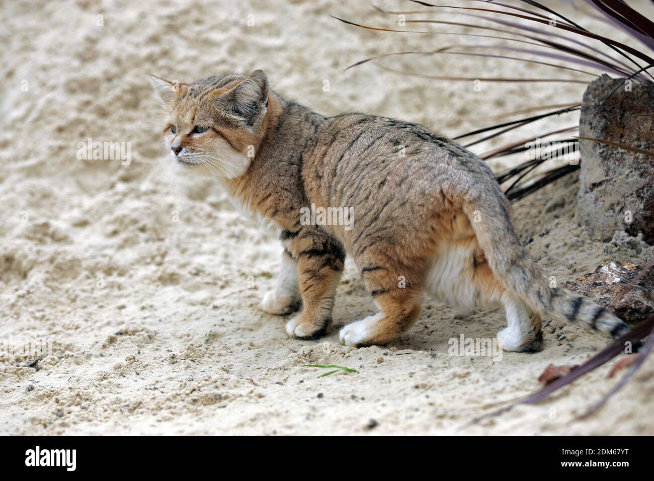 Sand Cat, felis margarita, Adult Stock Photo - Alamy