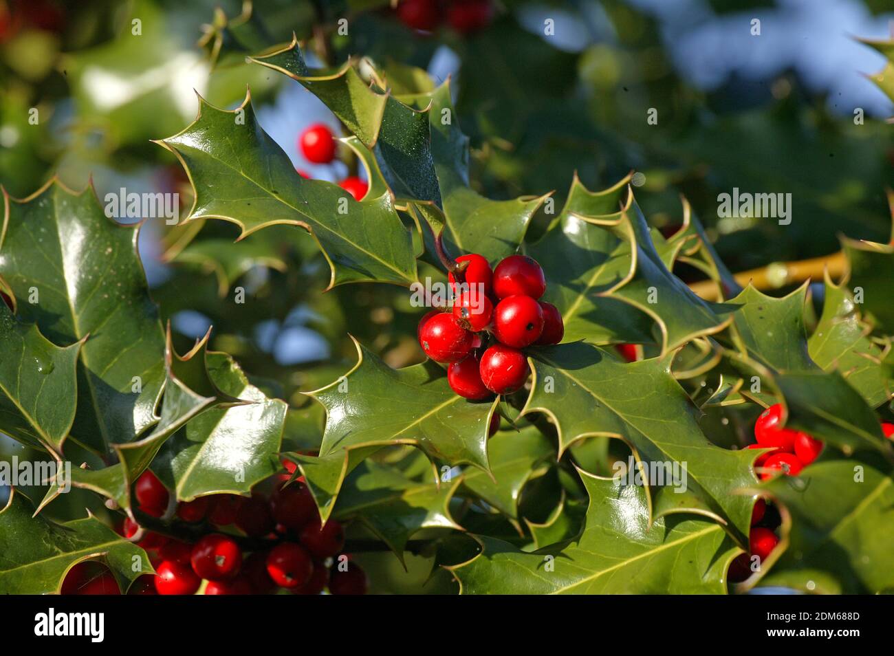 European Holly, ilex aquifolium with Red Berries, Winter in Normandy ...