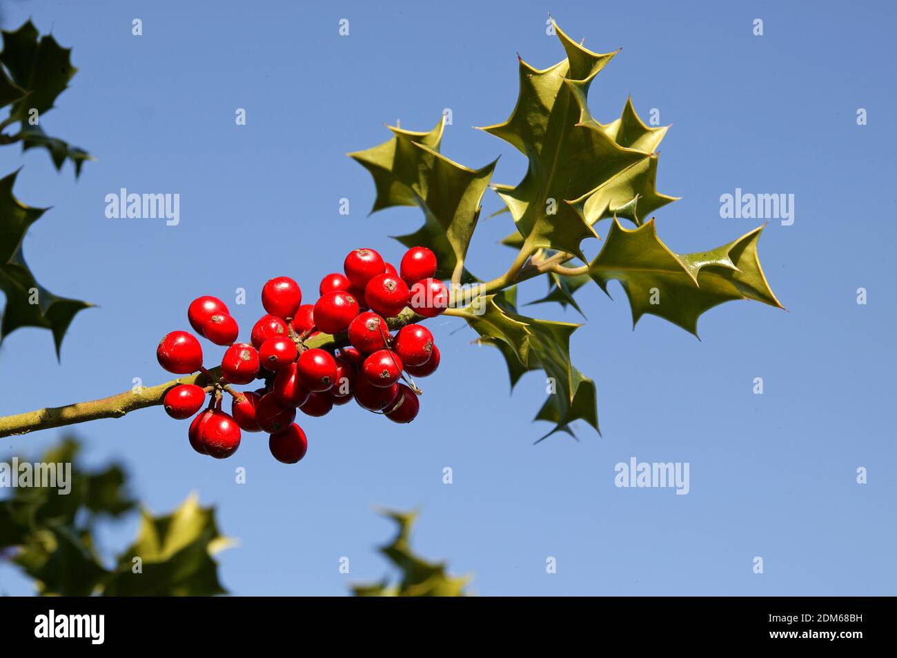 European Holly, ilex aquifolium with Red Berries, Winter in Normandy ...