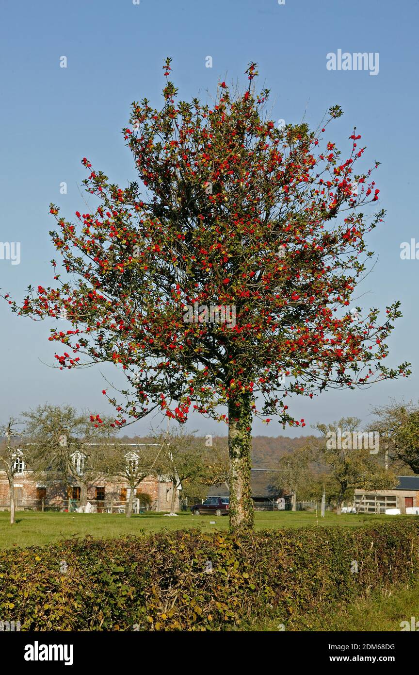 European Holly, ilex aquifolium with Red Berries, Winter in Normandy ...