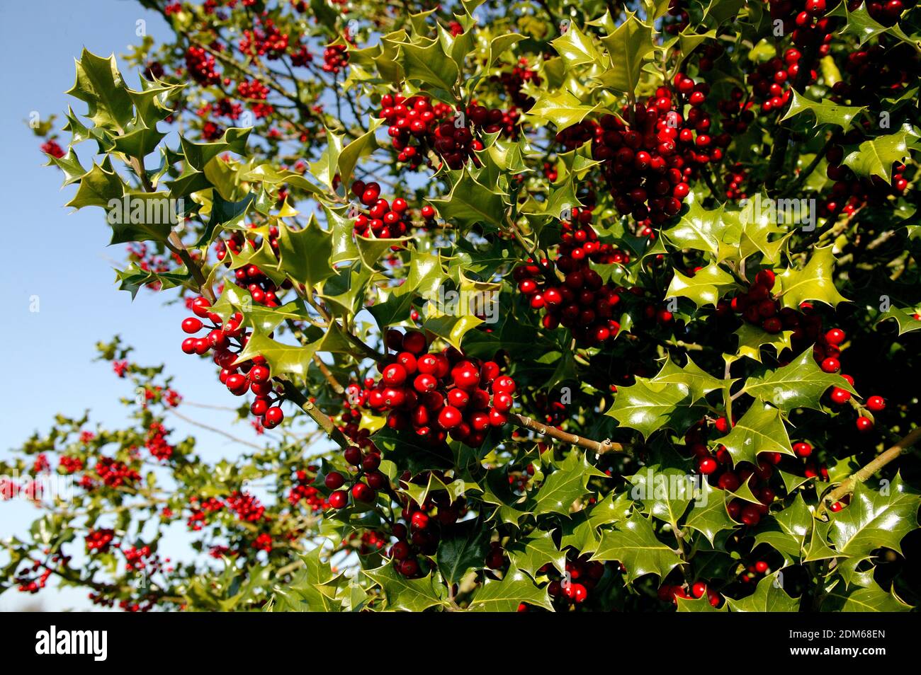 European Holly, ilex aquifolium with Red Berries, Winter in Normandy ...