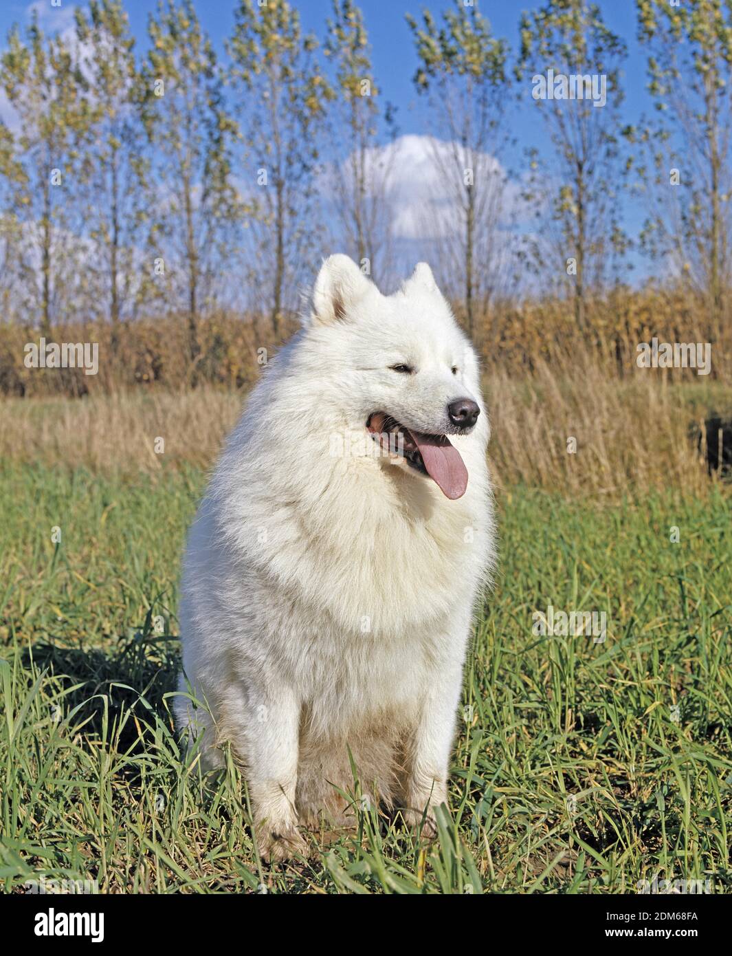 Samoyede dog hi-res stock photography and images - Alamy