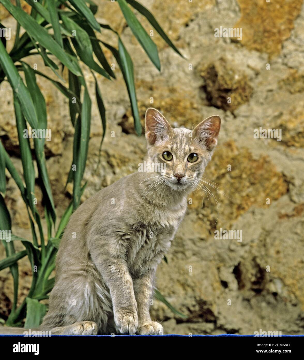 Longhair oriental domestic cat hi-res stock photography and images - Alamy