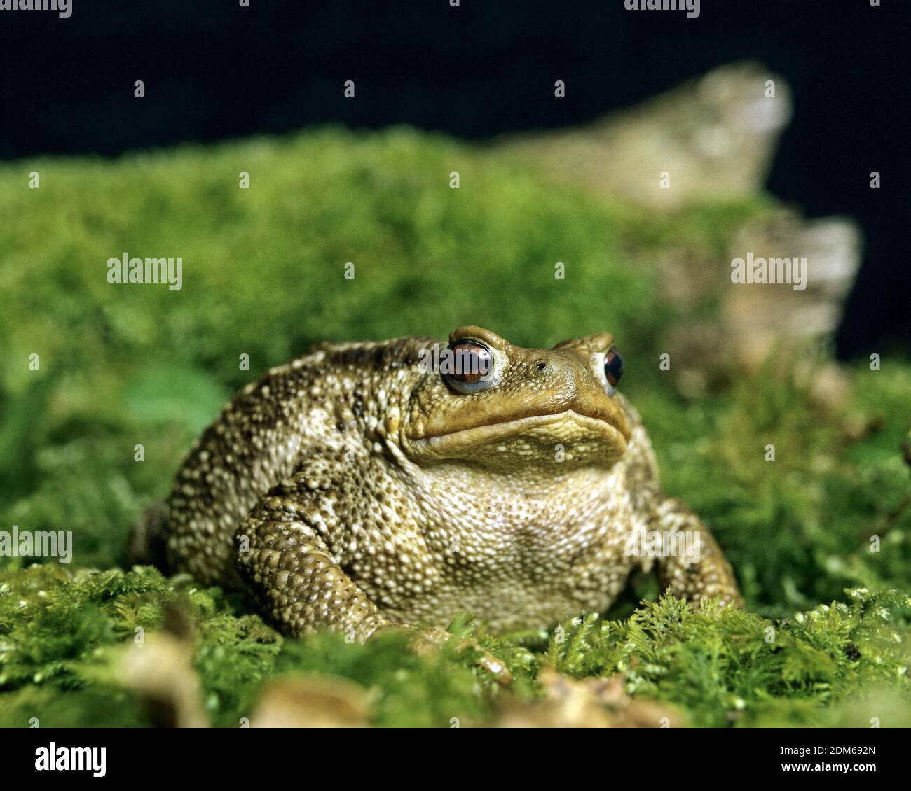 Common Toad, bufo bufo, Adult Stock Photo - Alamy